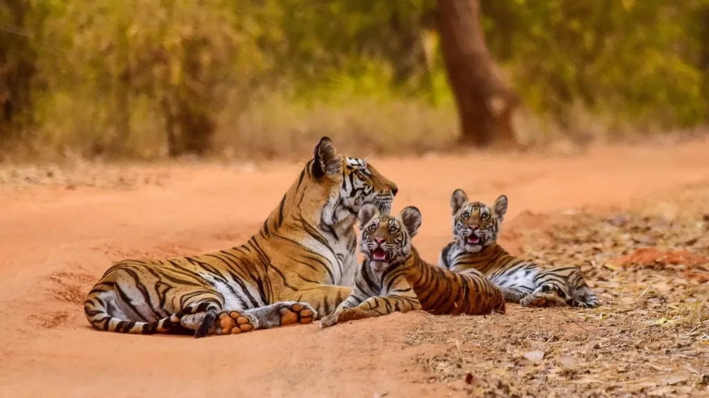 Into the Wild: 8 Indian Wildlife Reserves you can't miss - India Someday