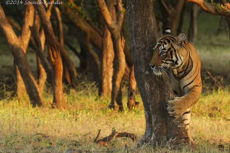 Nationalparks in Indien: Reservate für wilde Tiere in Nordindien