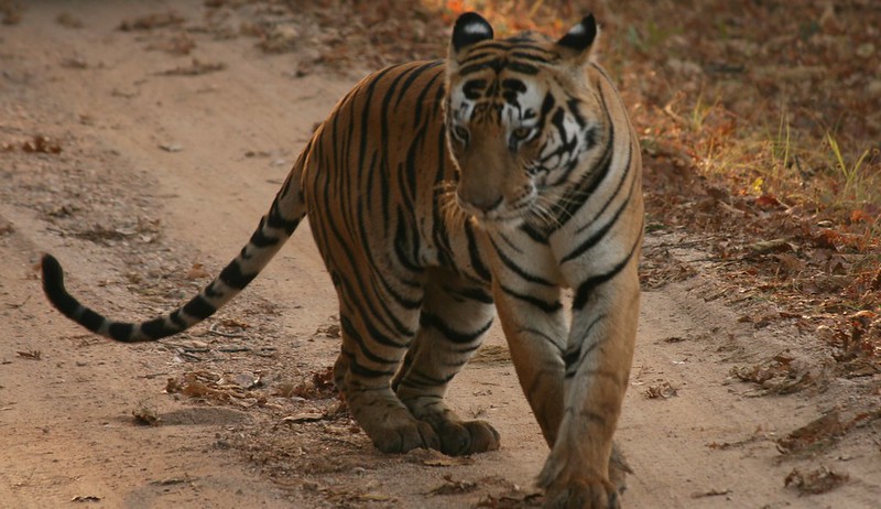 Tiger in Indien - 5 Nationalparks in Indien, um die Großkatze zu erleben