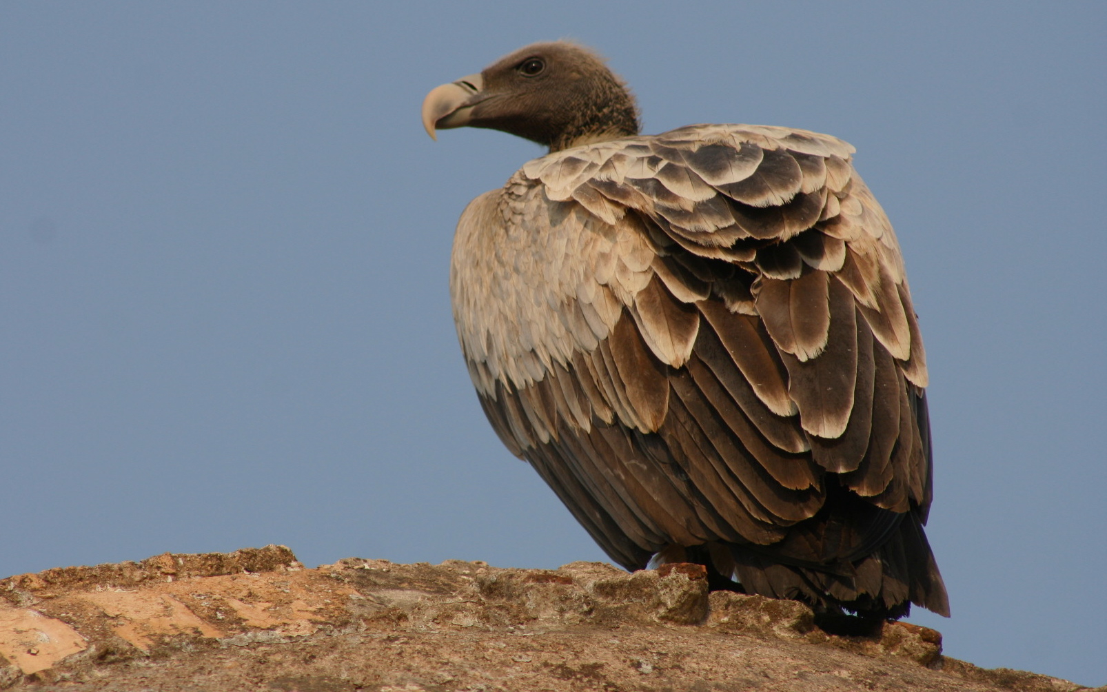 What To Do In Orchha - India Someday Travels