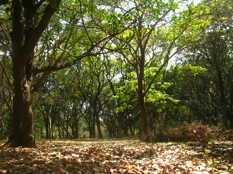 Exciting things to do in Bangalore this 2021 | India Someday