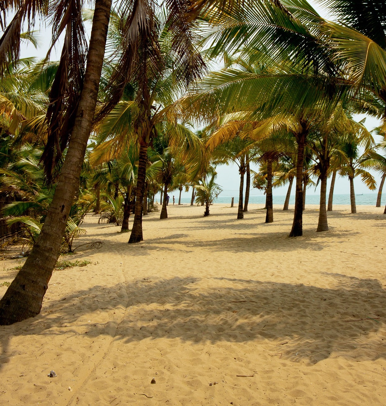 4 Best Things to do around Marari - India Someday Travels