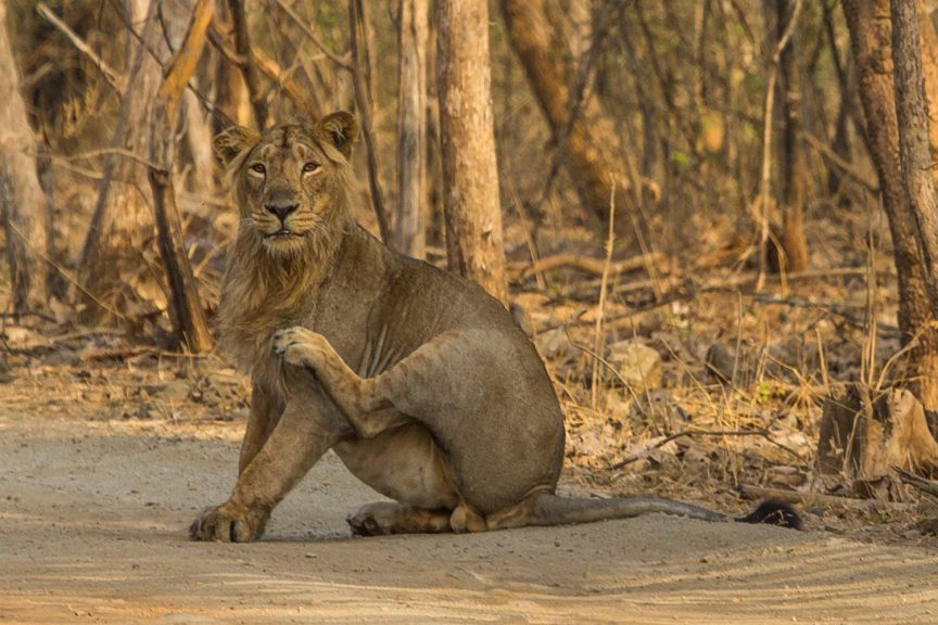10 Best Wildlife Sanctuaries in Gujarat - India Someday Travels