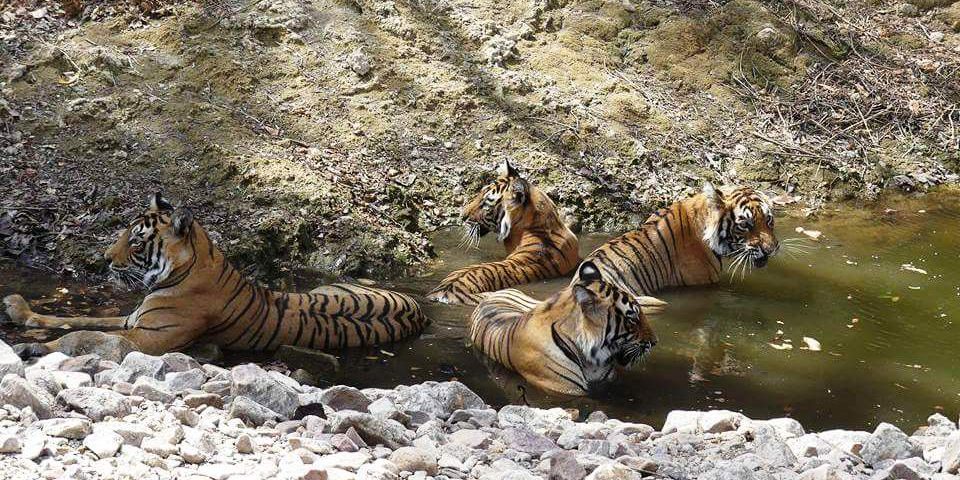 Best time to visit Ranthambore - India Someday Travels