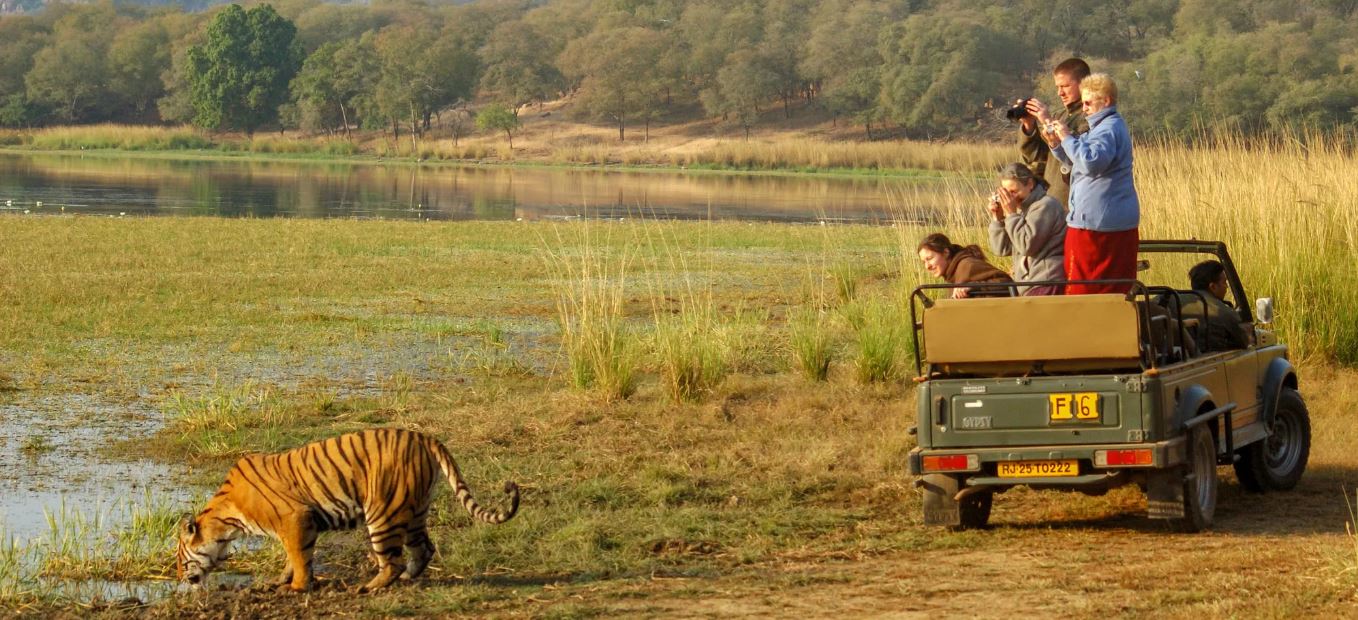 Best time to visit Ranthambore - India Someday Travels