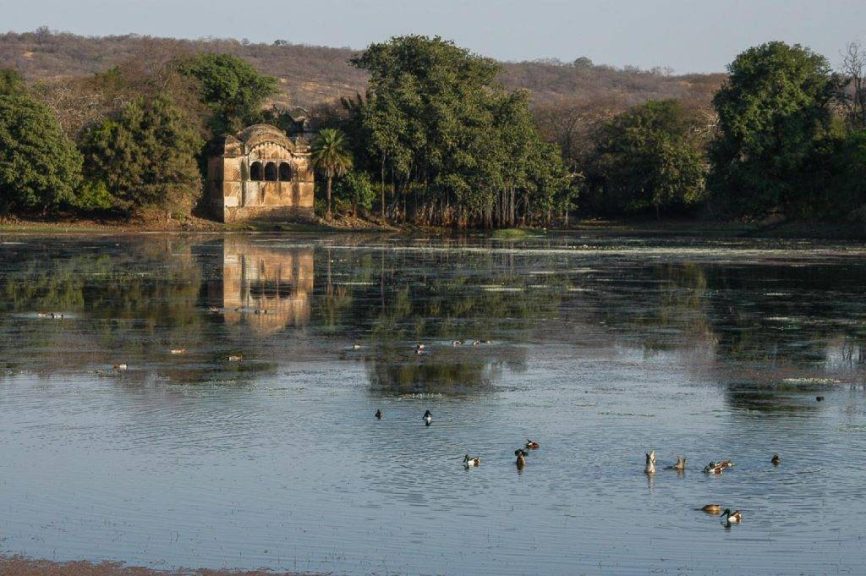 11 Best Things to do in Ranthambore - India Someday Travels